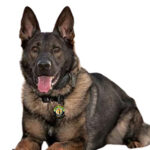 Prime African Security | Home | Business partner of choice